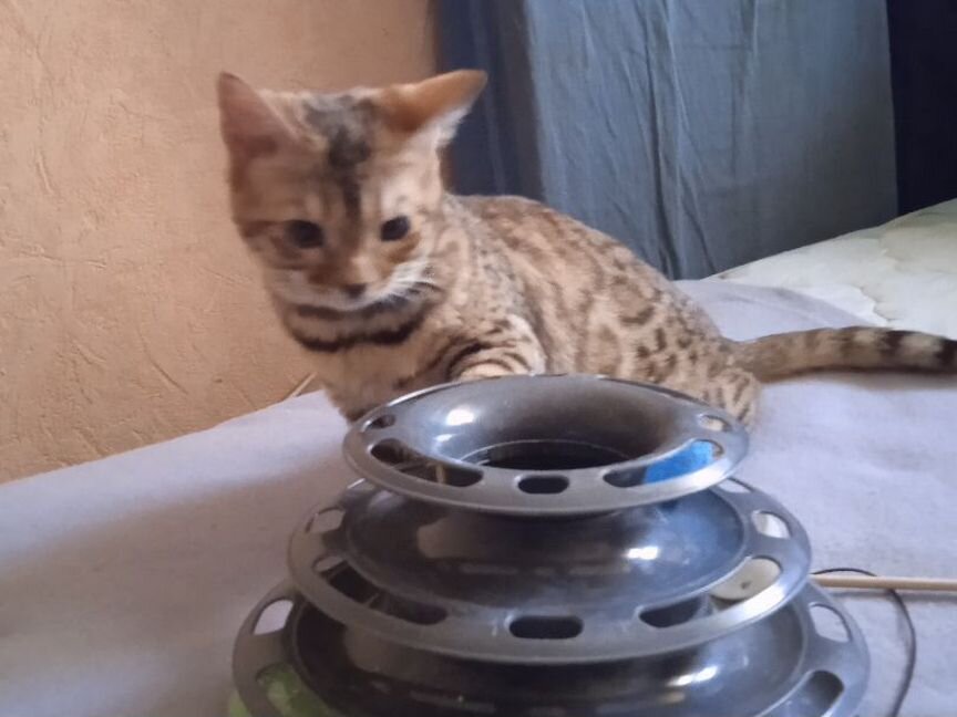 Котята