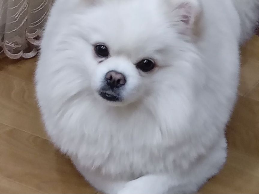 Мальчик приглашает девочку на вязку