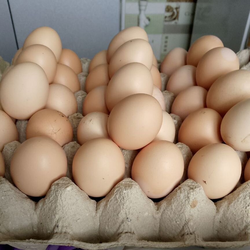 Инкубационное яйцо домашних кур