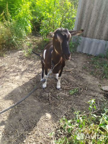 Коза нубийская