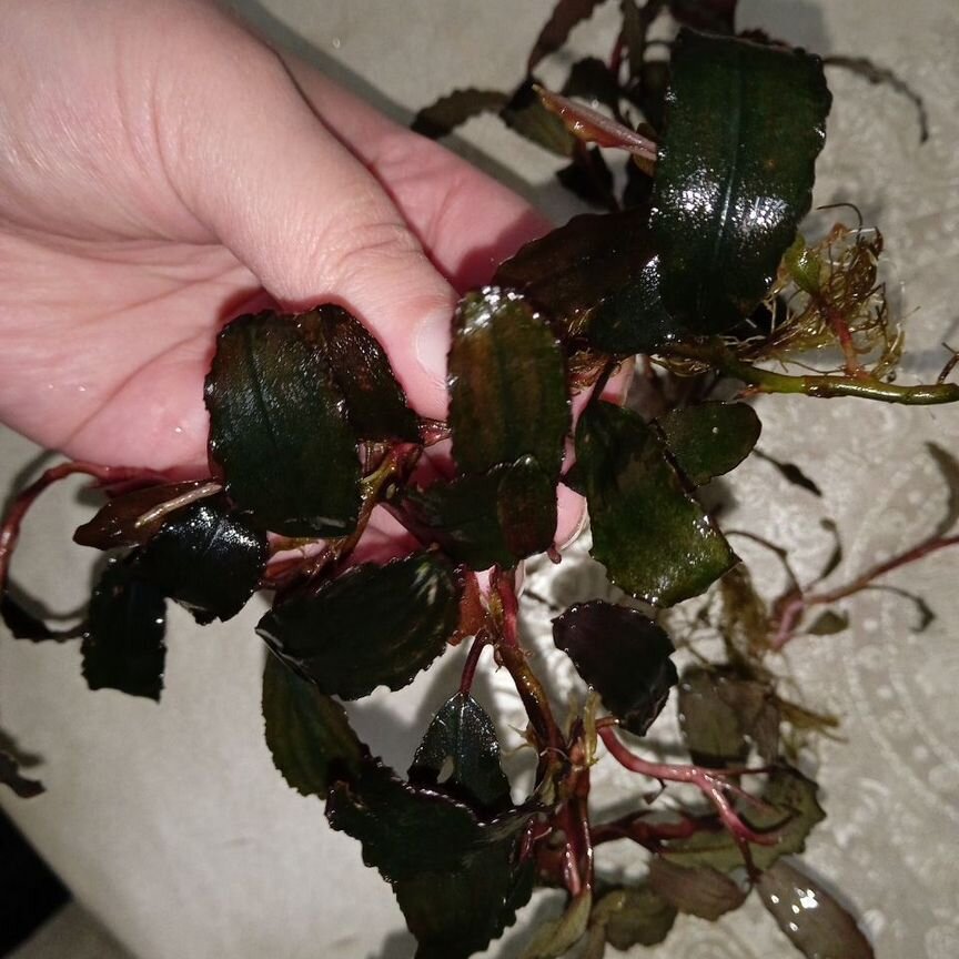 Растения для аквариума