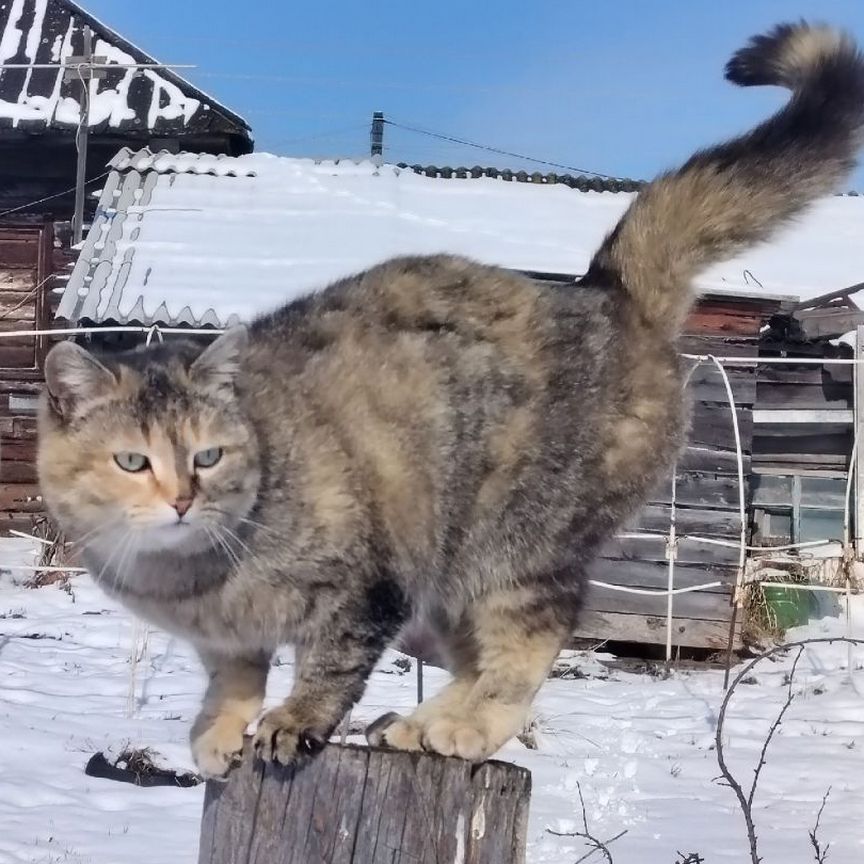 Взрослая, кошка в добрые руки