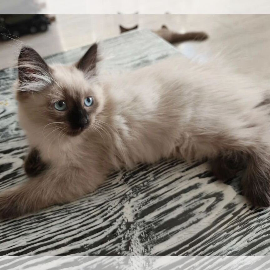 Невский маскарадный котёнок