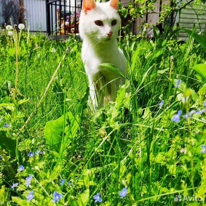 Белый глухой кот
