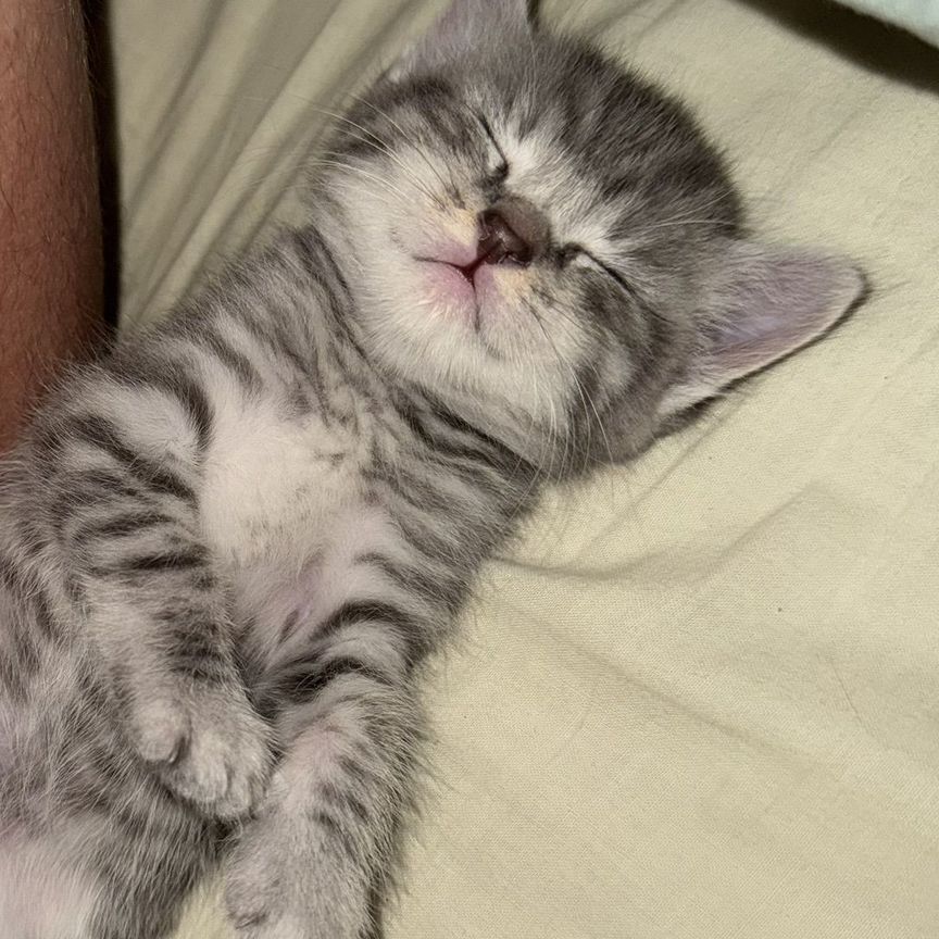 Британский короткошёрстный котёнок