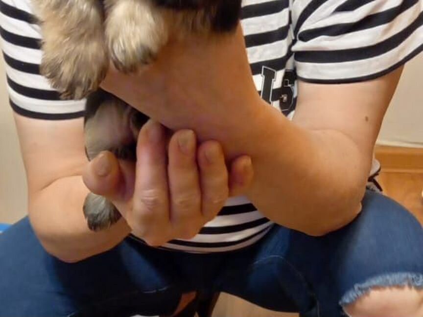 Йоркширский терьер щенки