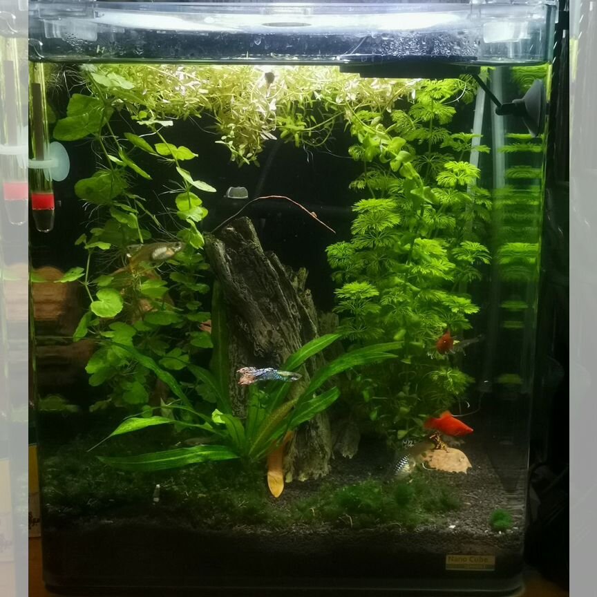 Сом анциструс золотистый растения