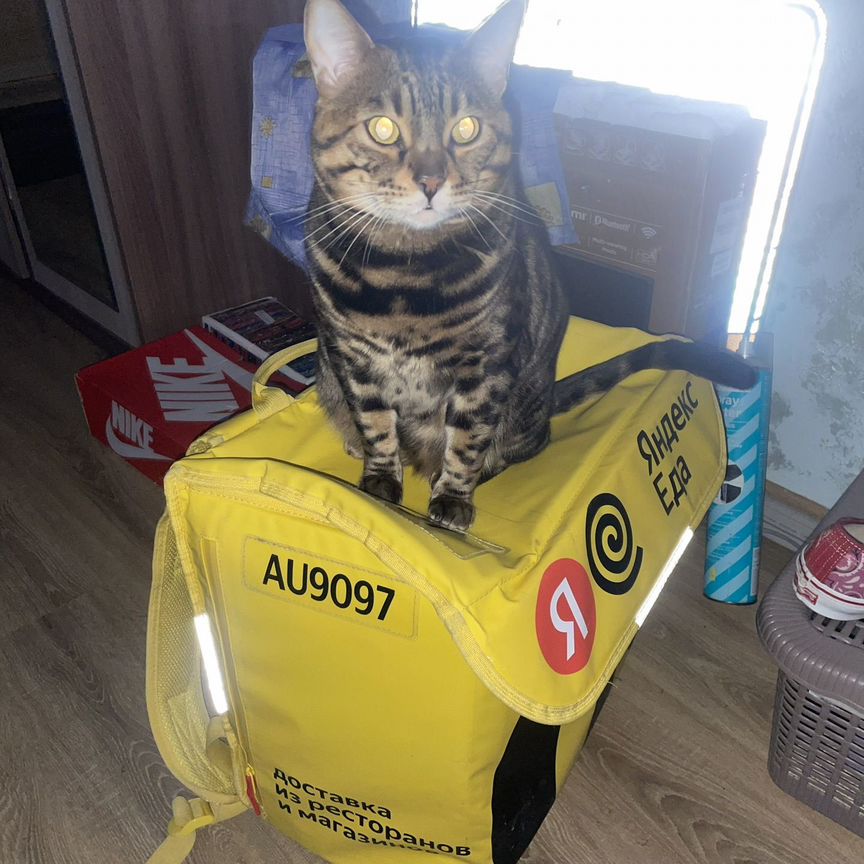 Кот бенгалец в добрые руки