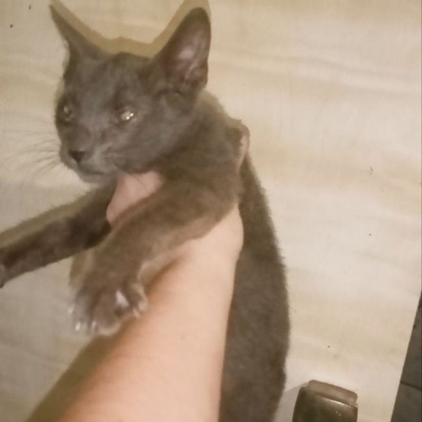 Ориентальный котик