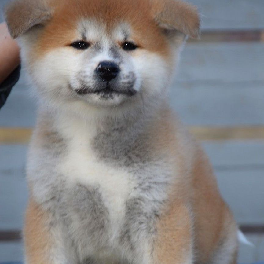 Малыши акита