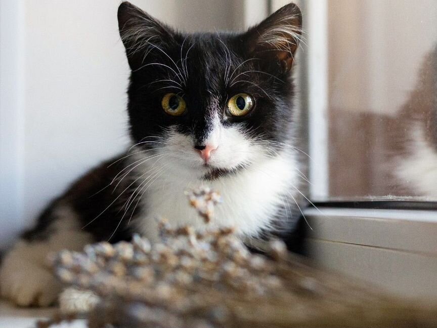 Котенок по имени Артур