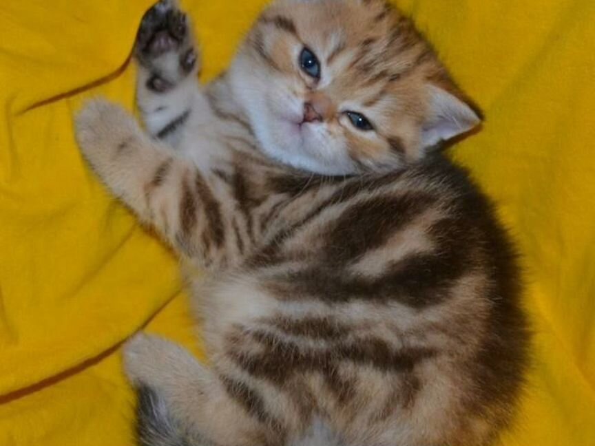 Британские котята