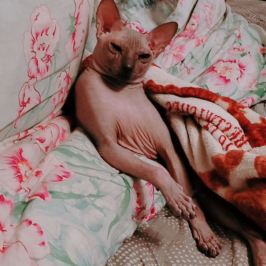 Канадский сфинкс, взрослый кот