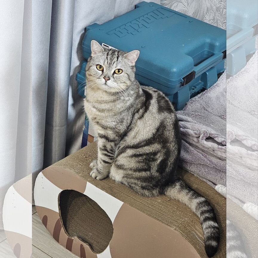 Шотландская прямоухая короткошёрстная кошка, взрослая