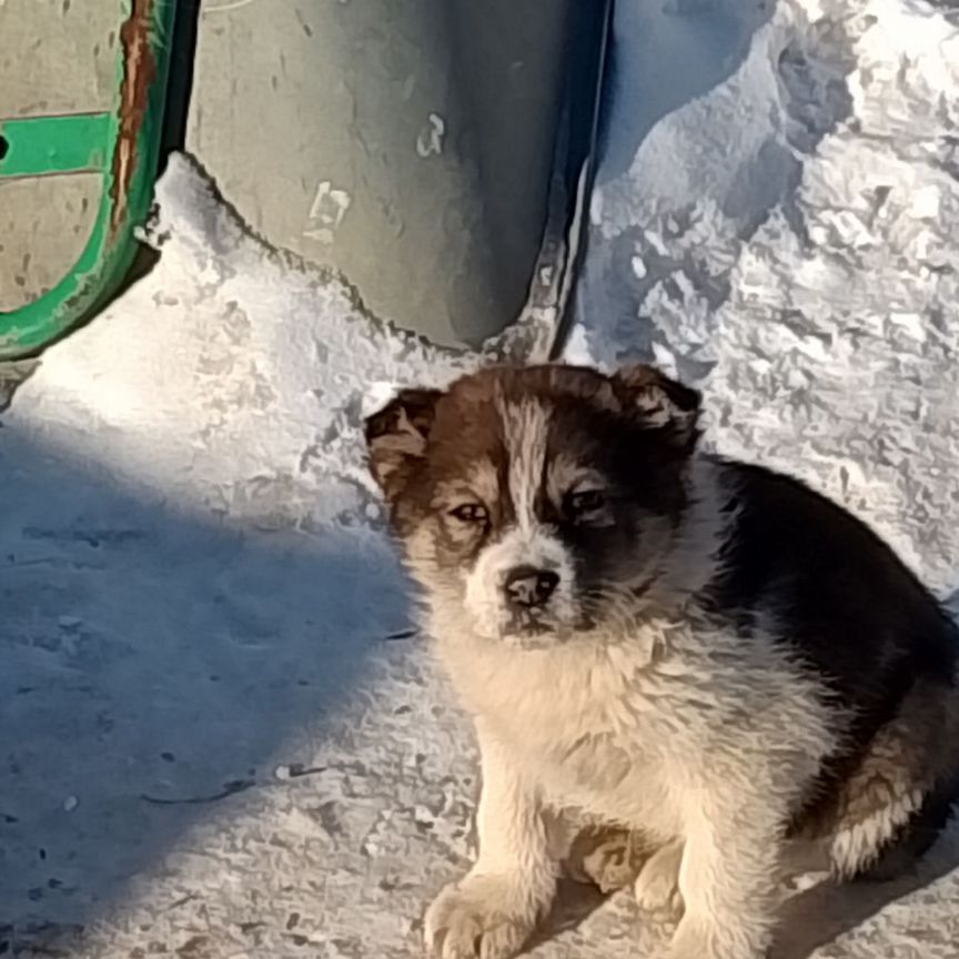 Щенок в добрые руки