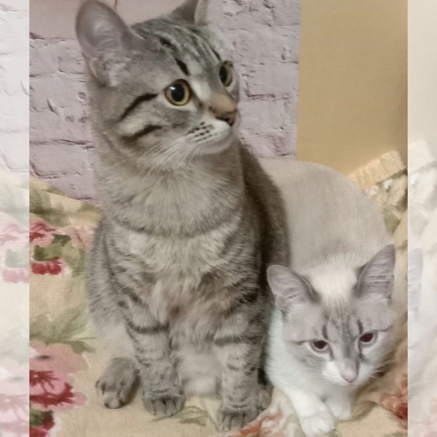 Взрослая, кошка в добрые руки