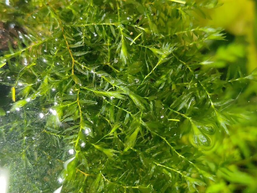Мох Виллоу, гигрофила пиннантифида