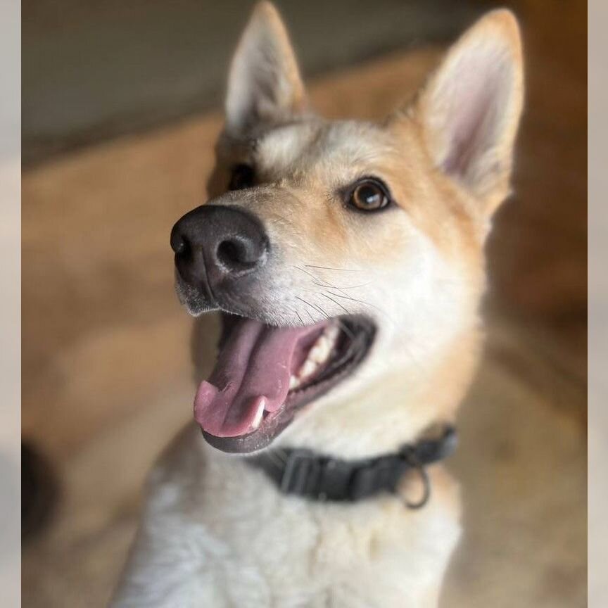 Взрослый пёс в добрые руки