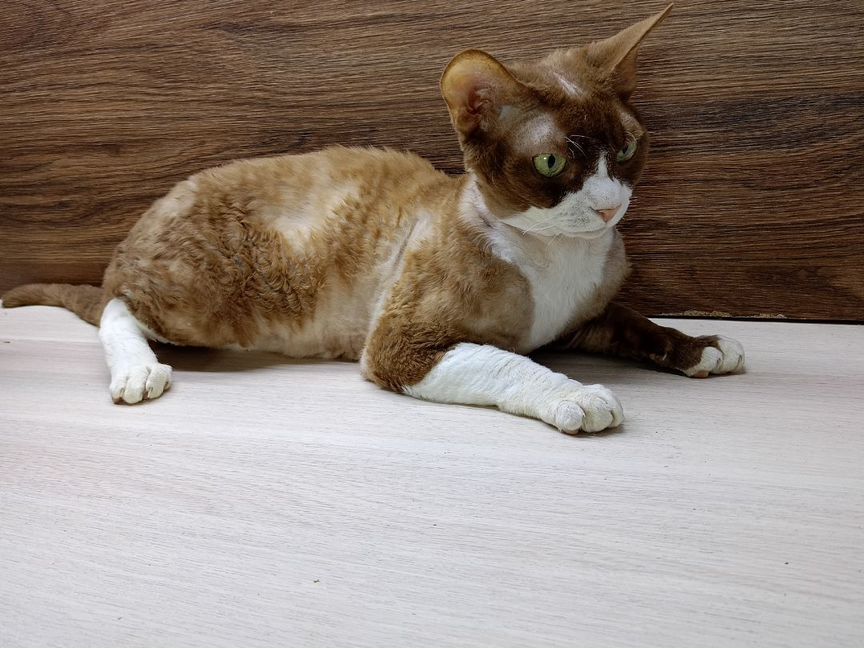 Кот девон-рекс отдам