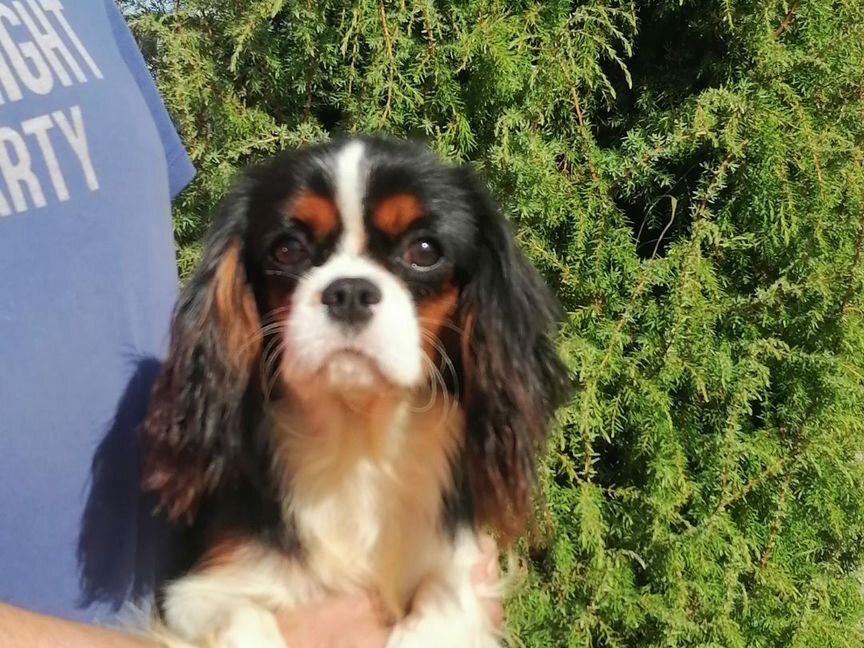 Подрощенная девочка кавалер кинг чарлз спаниель