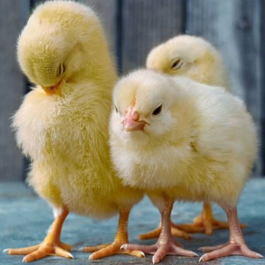 Цыпленок бройлера