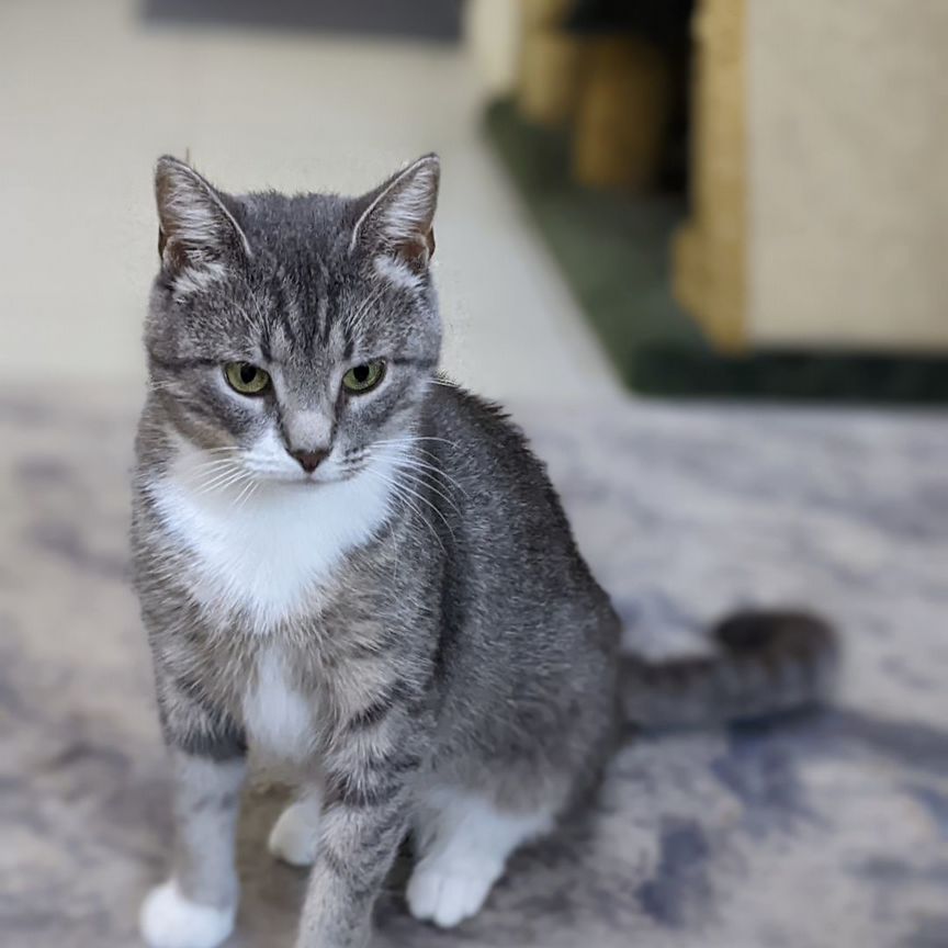 Мышка в поисках дома