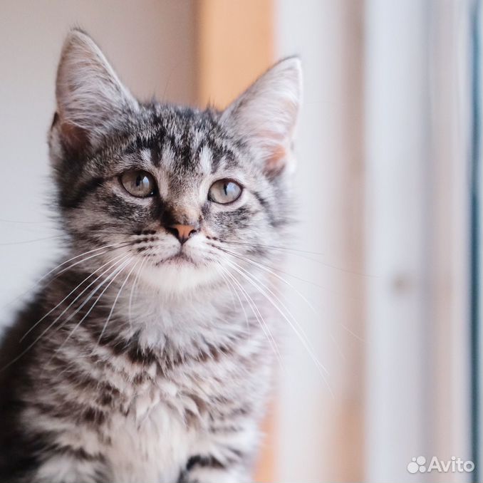 Малышка котёнок ласковая полосатая девочка 2,5м