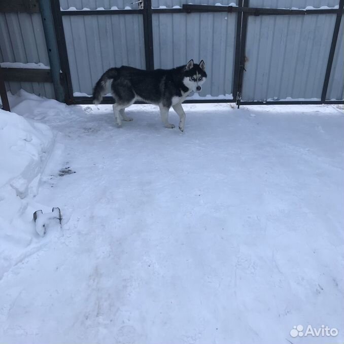 Отдам чистокровного хаски