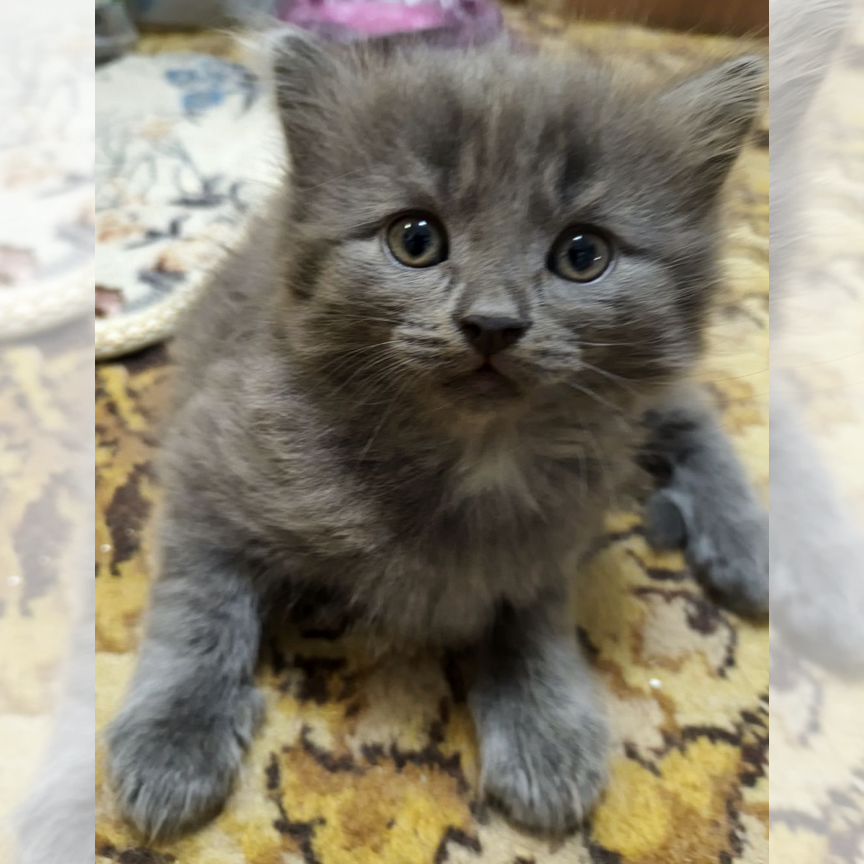 Британский длинношёрстный котёнок