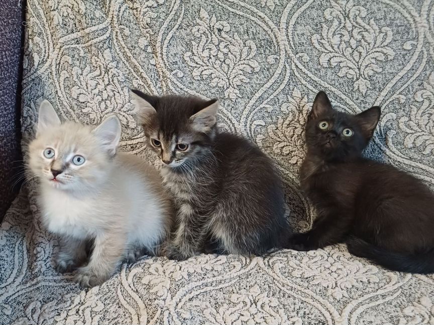 Кошки в добрые руки