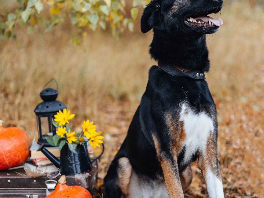 Собака в добрые руки отдам бесплатно