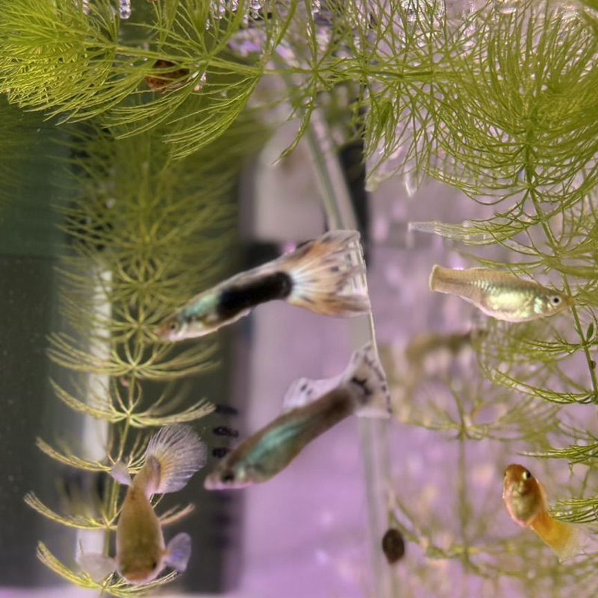 Красивый молодняк Гуппи