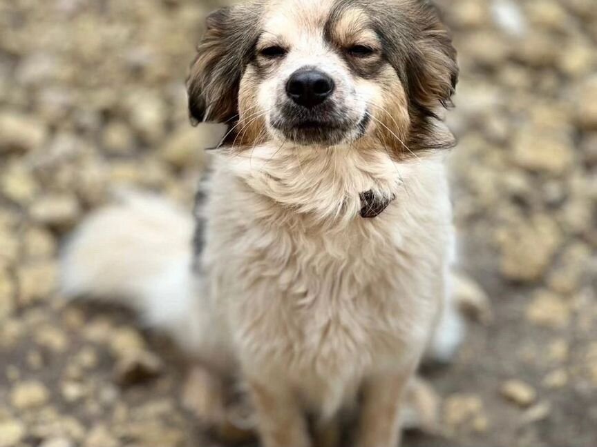 Собака Майла