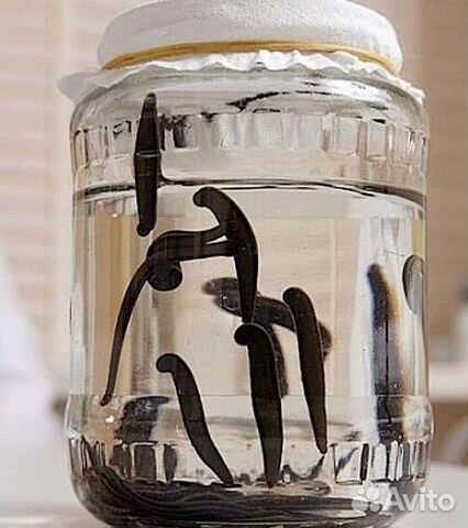 Продажа пиявок оптом