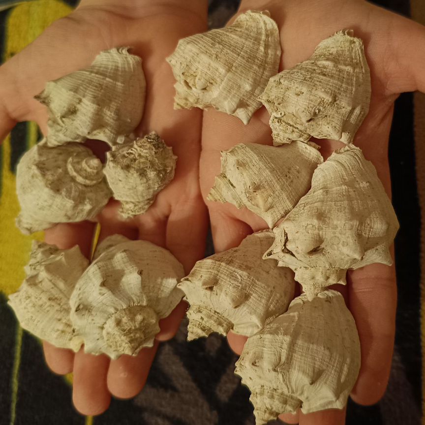 Ракушки морские