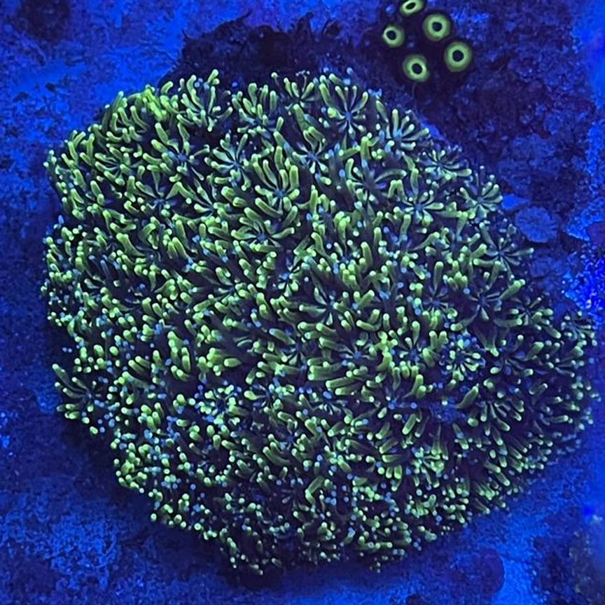 Кораллы для морского аквариума