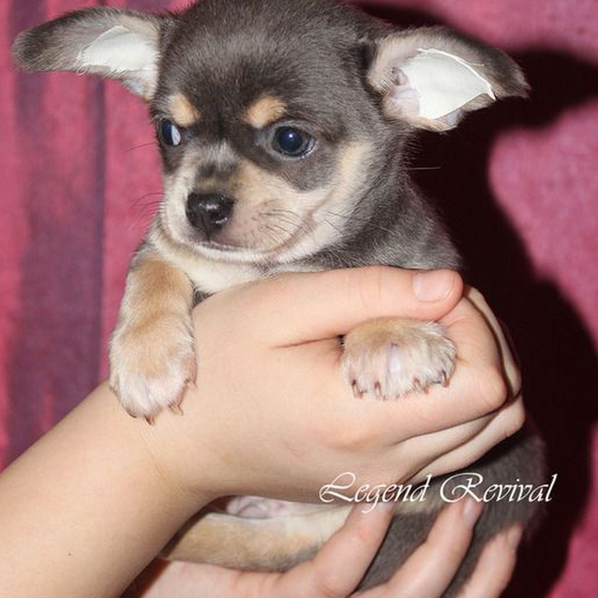 Чихуахуа, щенок