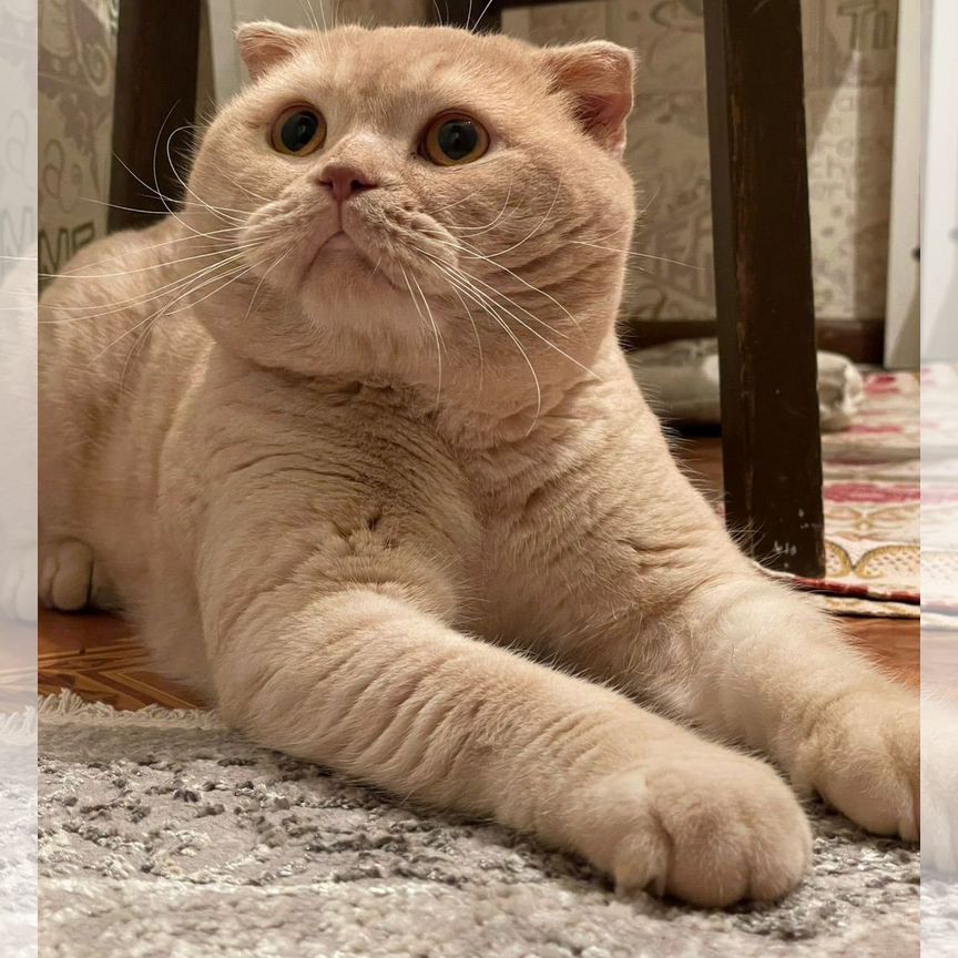 Шотланский вислоухий кот