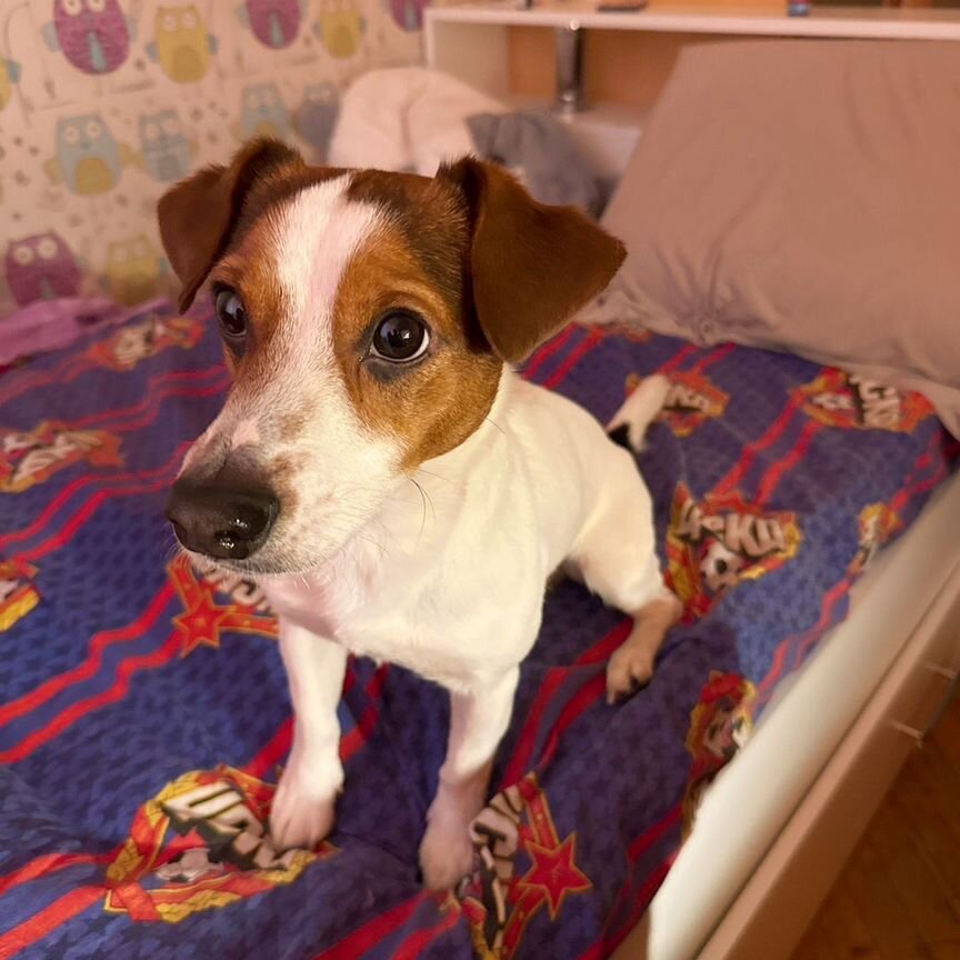 Джек рассел терьер Мальчик