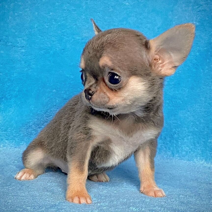 Мышка - девочка чихуахуа