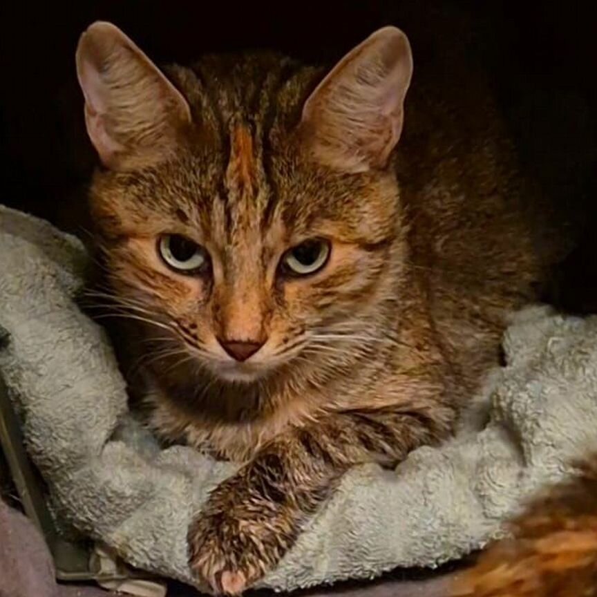 Кошечка Джесика