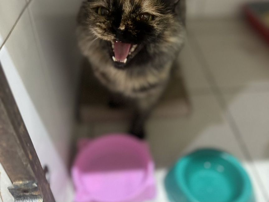 Кошка