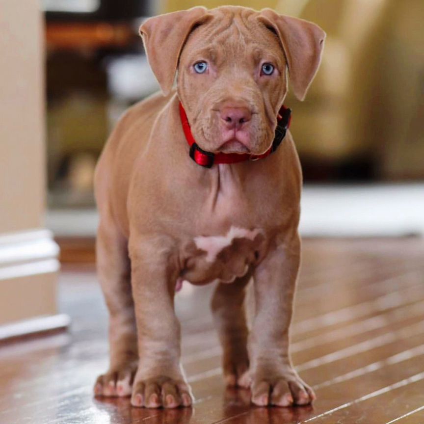 Американский булли, щенок