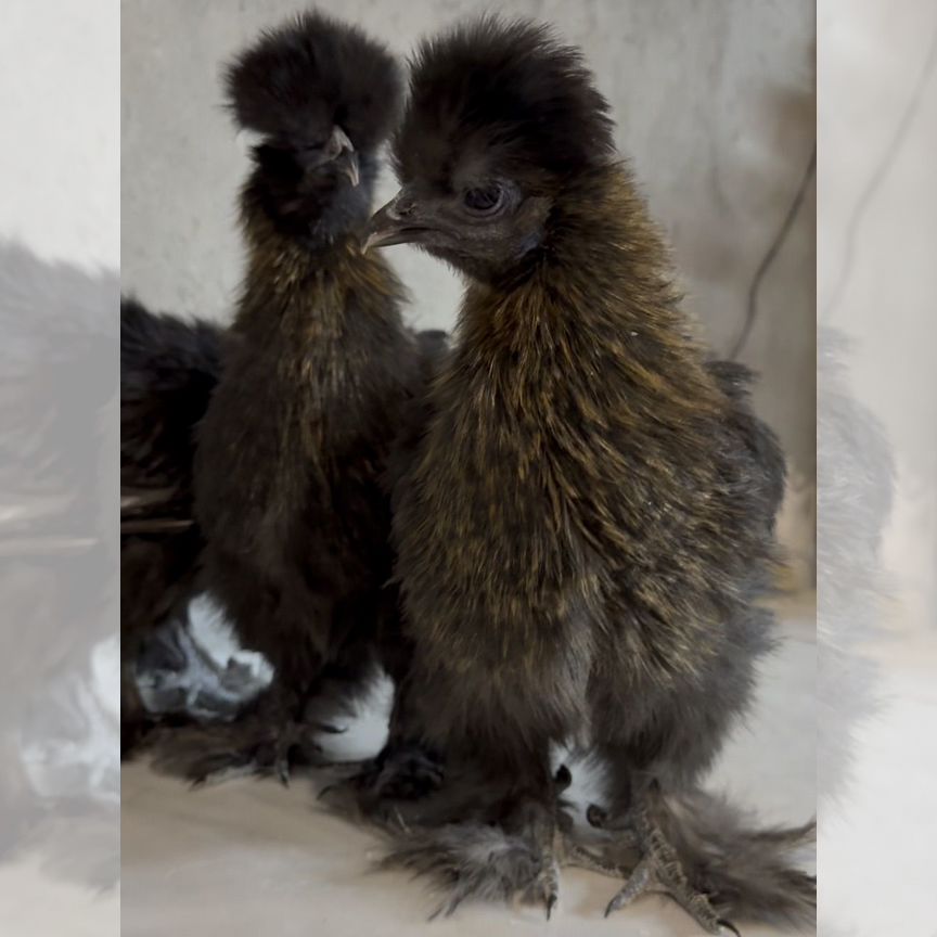 Куры породы китайская шелковая аборигены (кша)