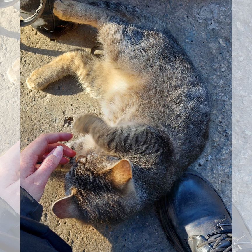 Домашние животные кошки