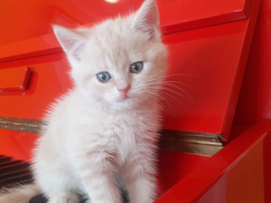 Шотландские вислоухие и прямоухие котята