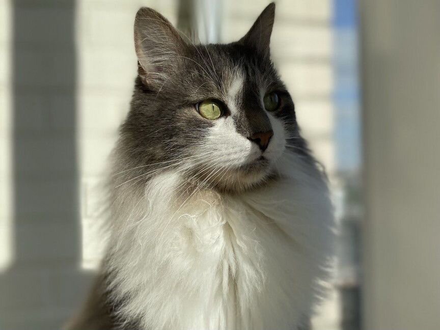 Отдам кота