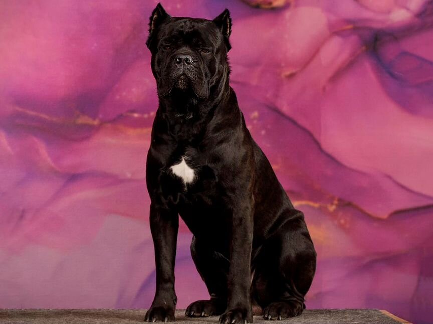 Кане Корсо кобель вязка