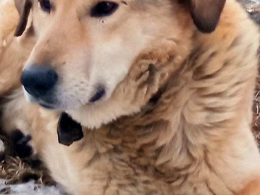 Замечена собака, окрас палевый около ТЦ Парк-Хаус