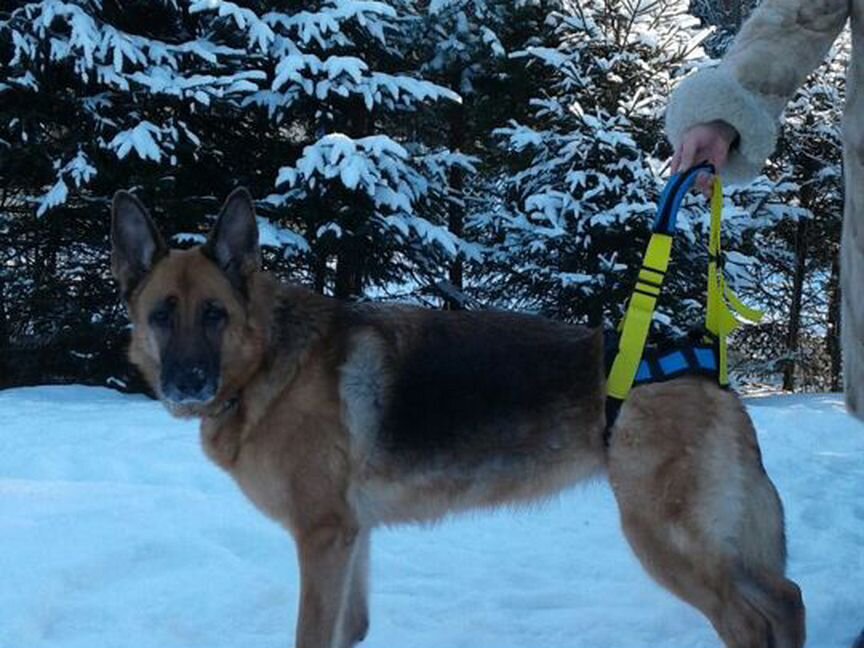 Ручные переноски (ходунки) для собак - инвалидов